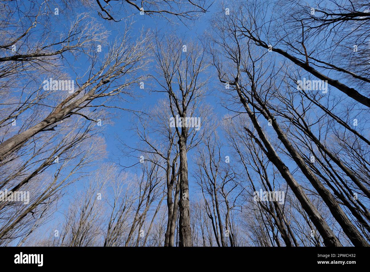 Nature, forest, tree tops from below, Province of Quebec, Canada Stock ...