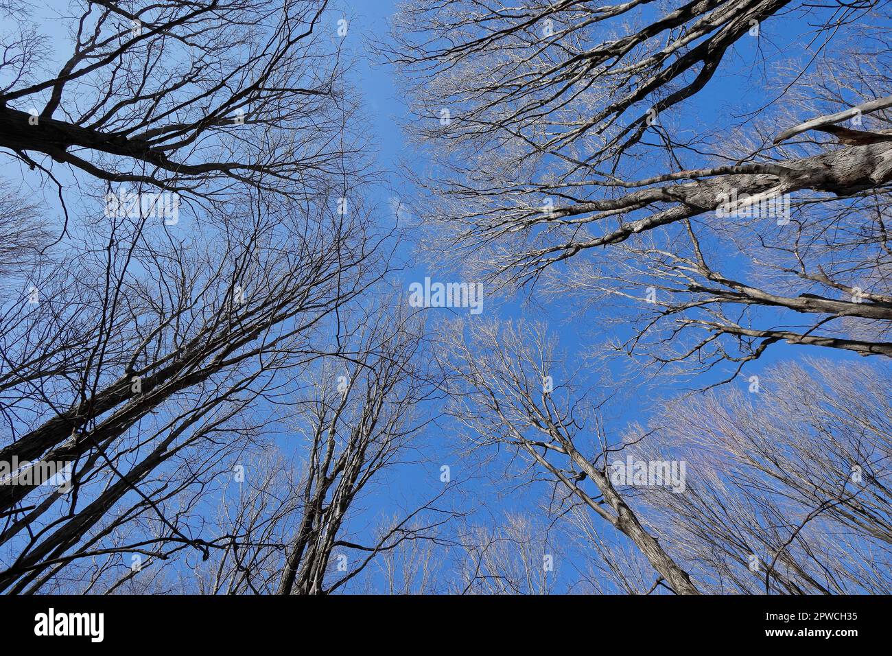 Nature, forest, tree tops from below, Province of Quebec, Canada Stock ...