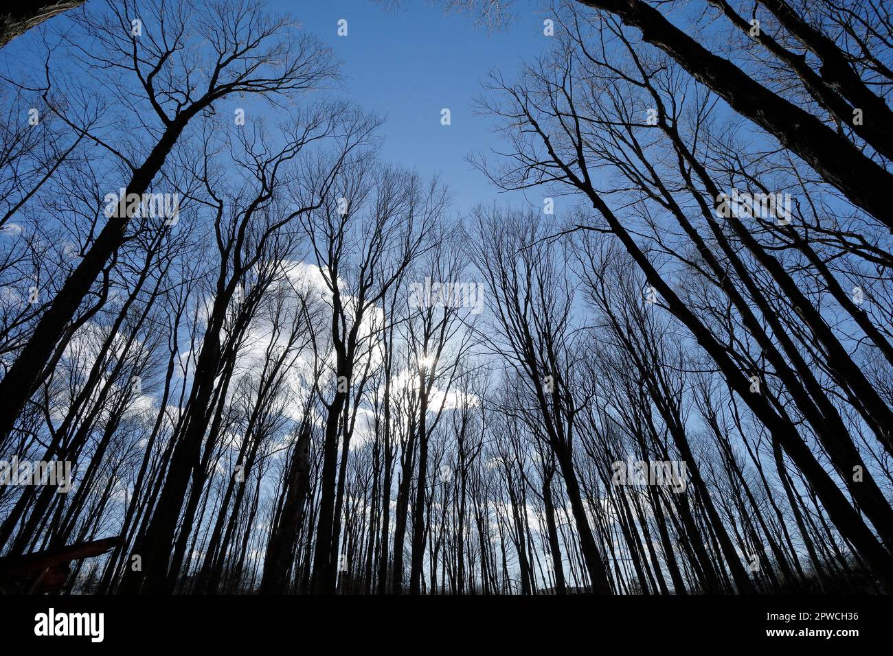 Nature, forest, tree tops from below, Province of Quebec, Canada Stock ...