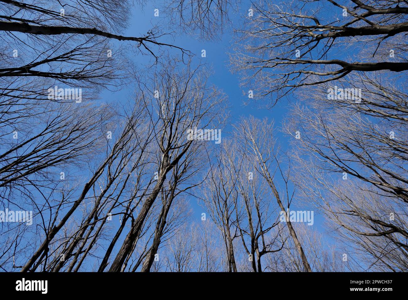 Nature, forest, tree tops from below, Province of Quebec, Canada Stock ...