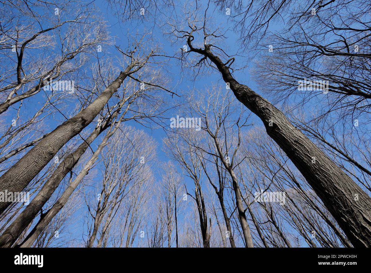 Nature, forest, tree tops from below, Province of Quebec, Canada Stock ...
