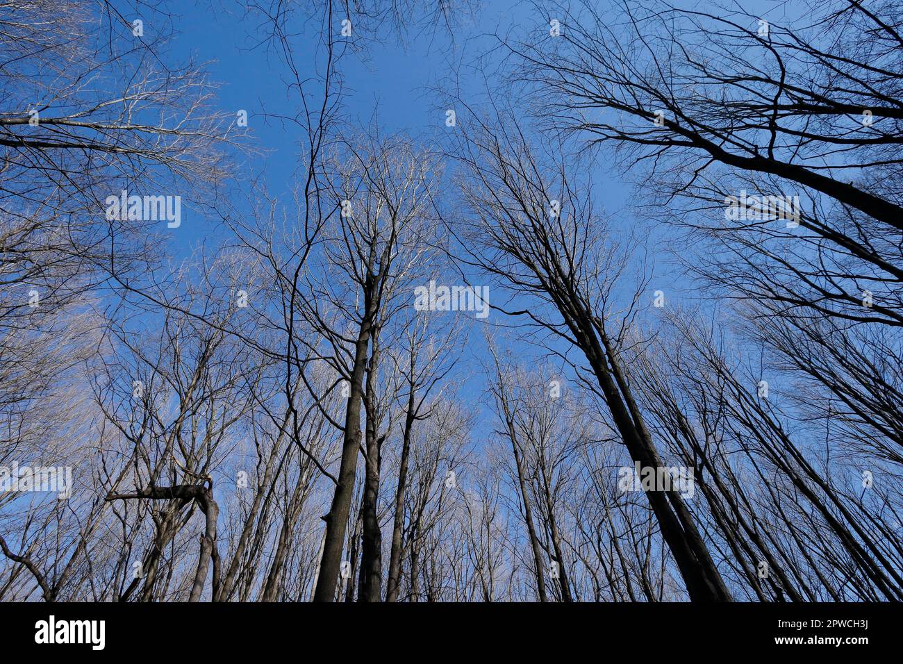 Nature, forest, tree tops from below, Province of Quebec, Canada Stock ...