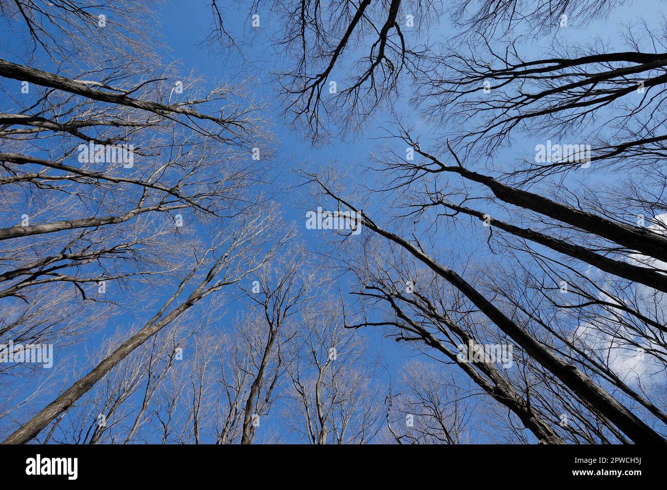 Nature, forest, tree tops from below, Province of Quebec, Canada Stock ...