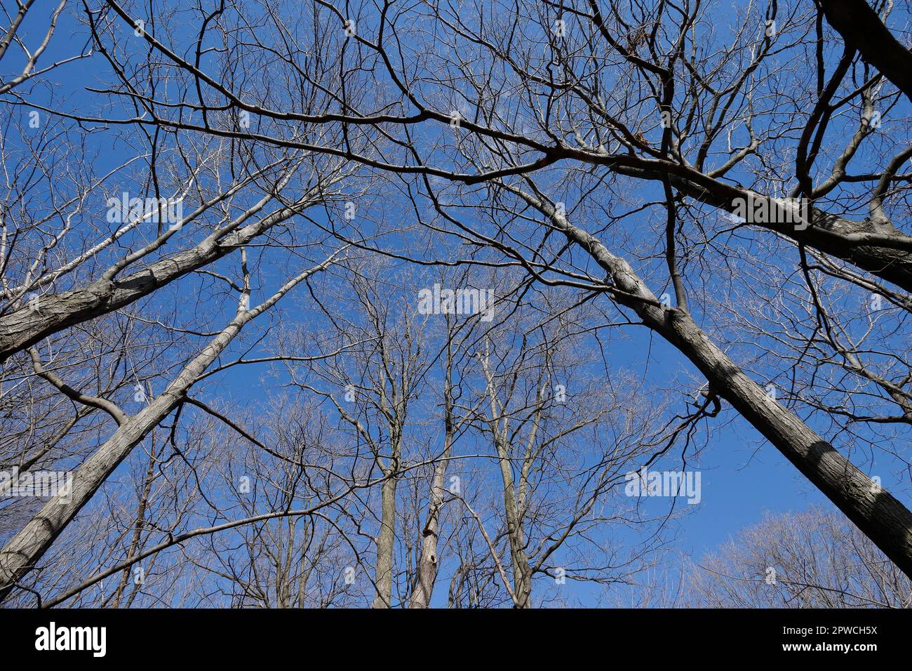 Nature, forest, tree tops from below, Province of Quebec, Canada Stock ...