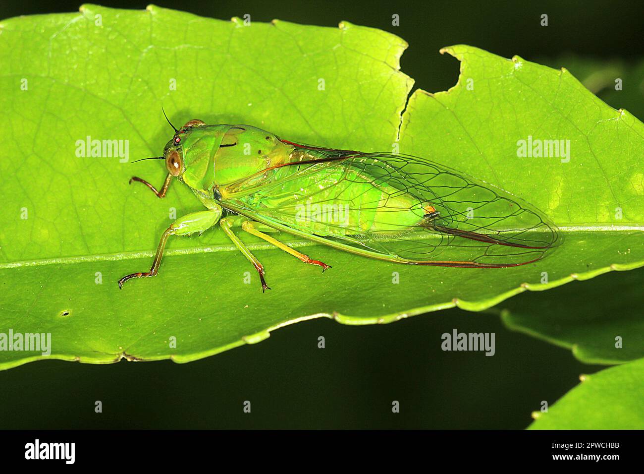 April green cicadas (Kikihia ochrina Stock Photo - Alamy