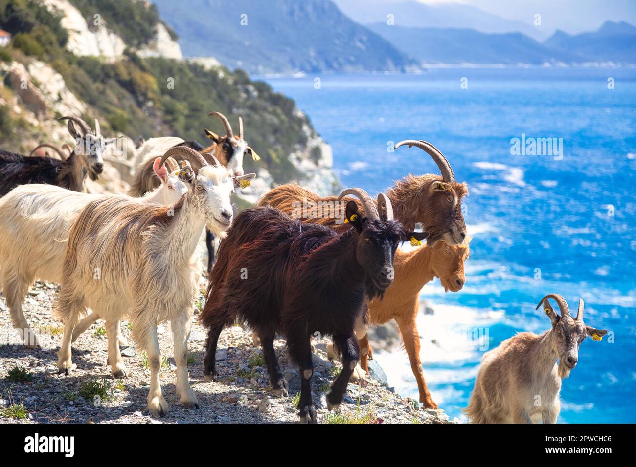 Corsican goats at Cap Corse, Haute-Corse, Corsica, France Stock Photo ...
