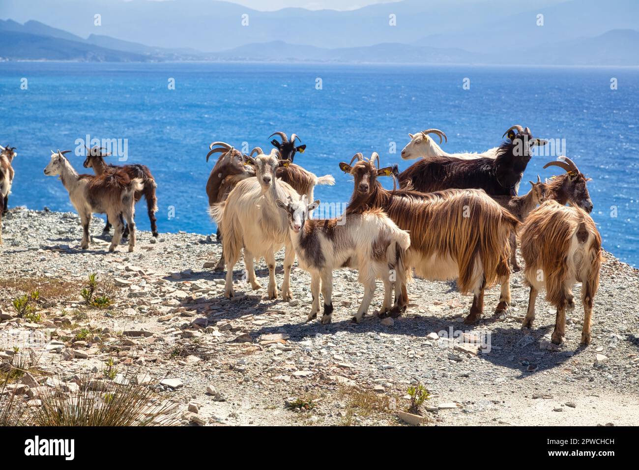 Corsican goats at Cap Corse, Haute-Corse, Corsica, France Stock Photo ...