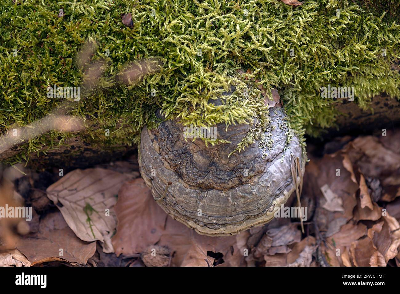 Common fire sponge (Phellinus igniarius) Bavaria, Germany Stock Photo ...