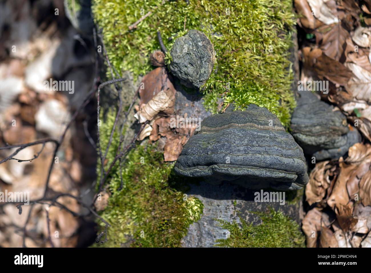 Common fire sponge (Phellinus igniarius) Bavaria, Germany Stock Photo ...