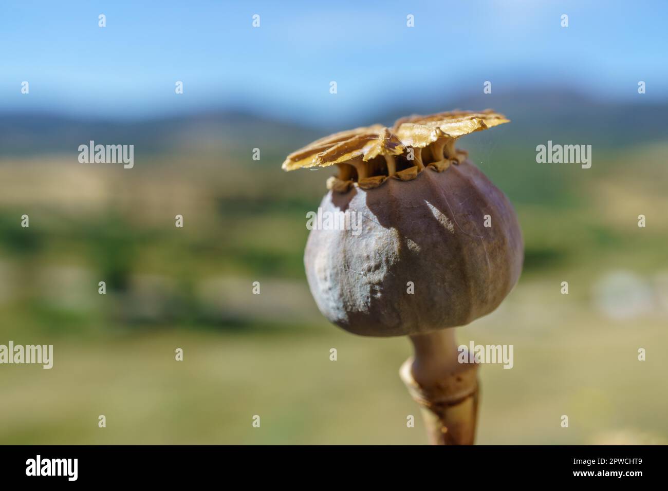 Close-up of an opium poppy (Papaver somniferum) head, commonly known as ...