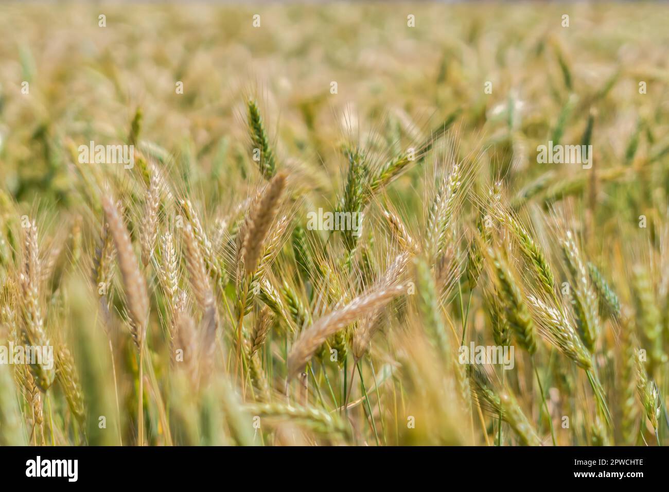Wheat fields in the sunming organic far Stock Photo - Alamy