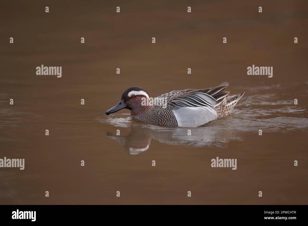 Garganey (Anas querquedula) adult male duck on a lake, England, United ...