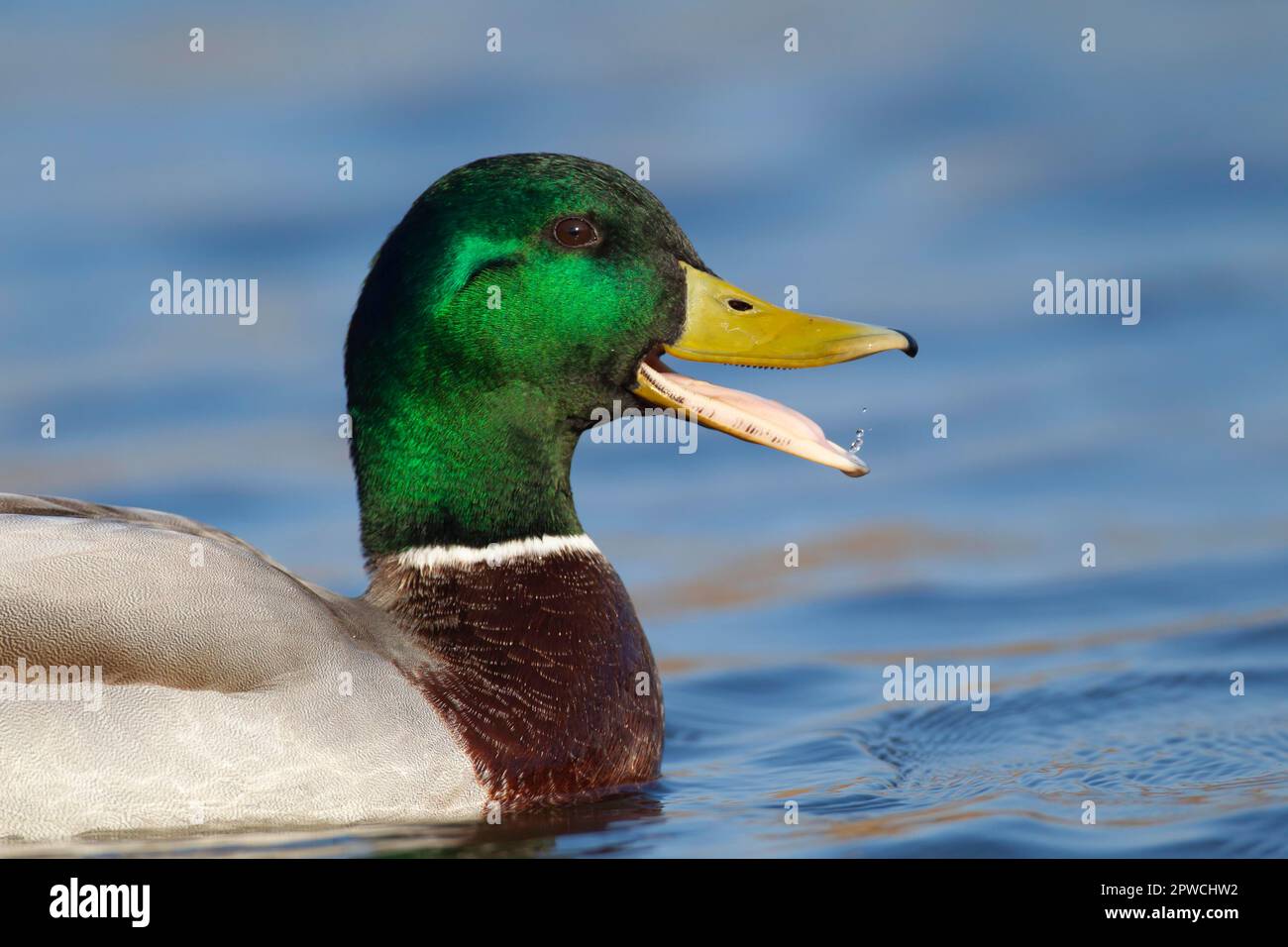 Mallard duck (Anas platyrhynchos) adult male bird quacking on a lake ...