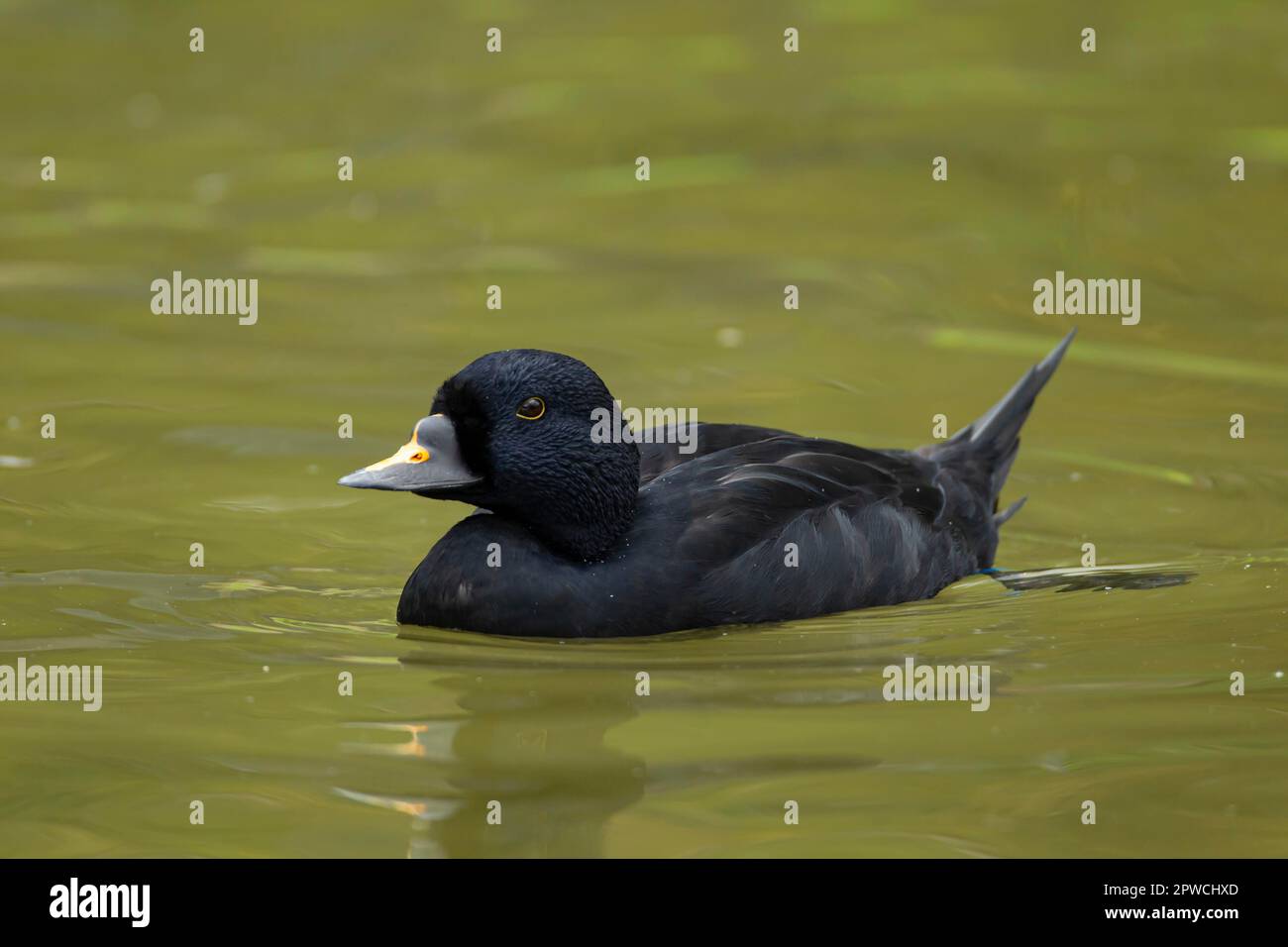 Common scoter (Melanitta nigra) adult male bird on a lake, England ...