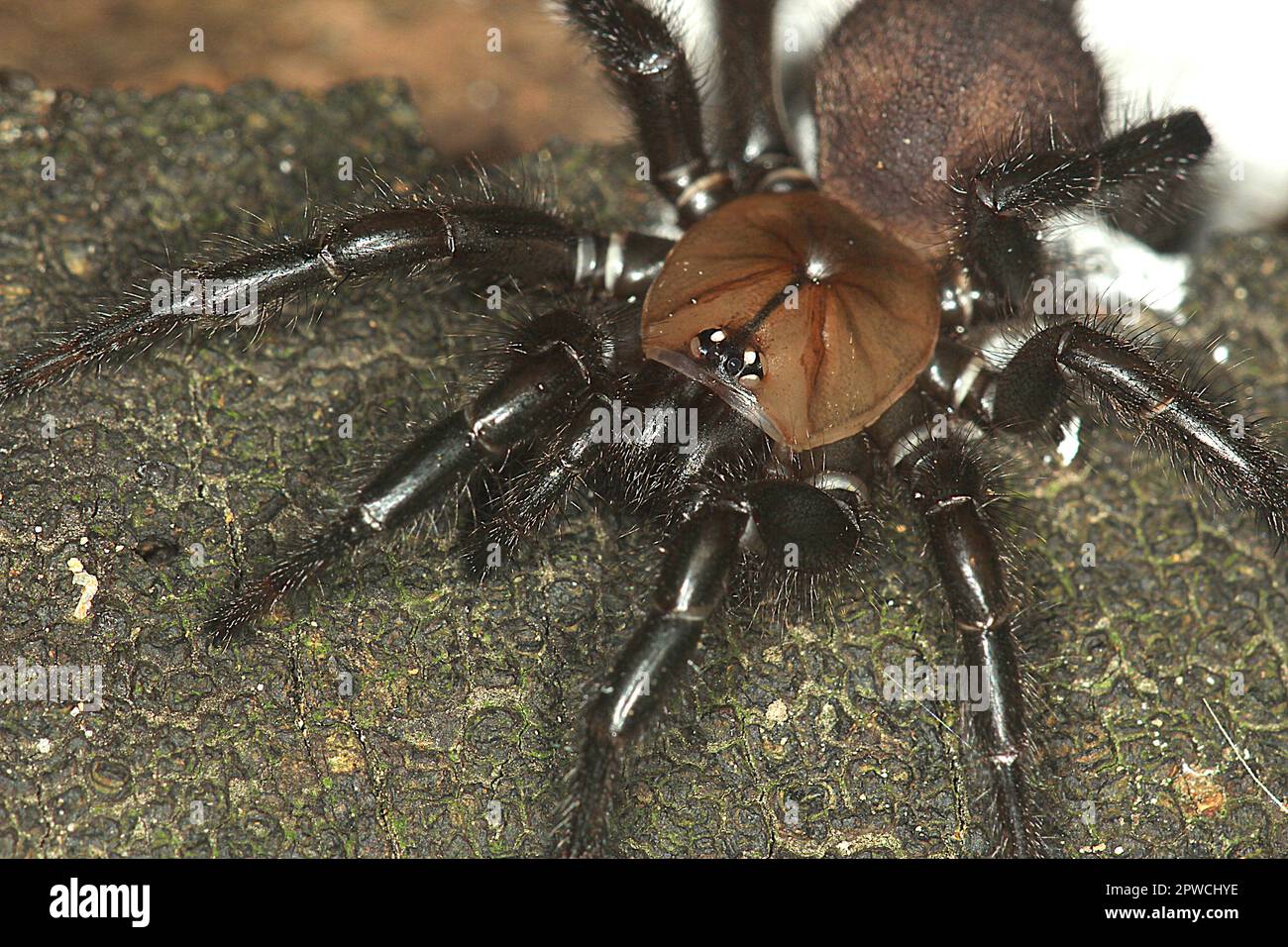 Spider tunnel hi-res stock photography and images - Alamy
