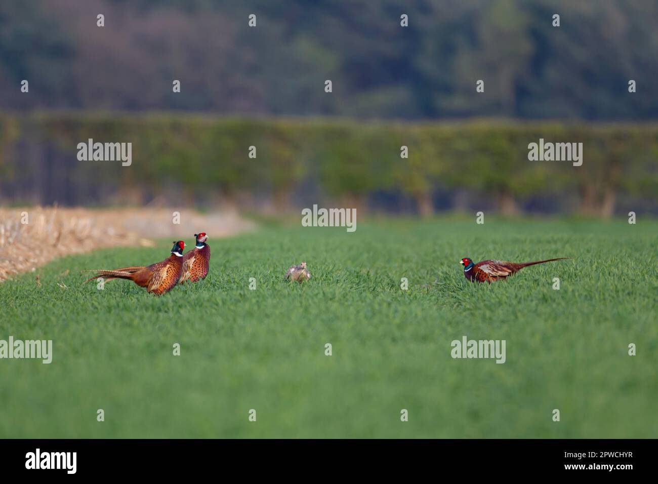 Common pheasant (Phasianus colchicus) three adult male birds and a ...