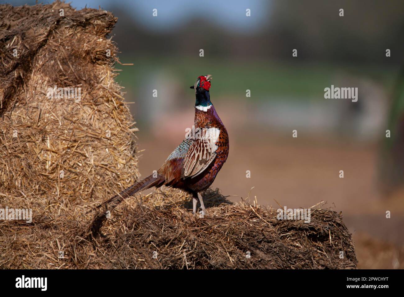 Common pheasant (Phasianus colchicus) adult male bird performing its courtship display on ...