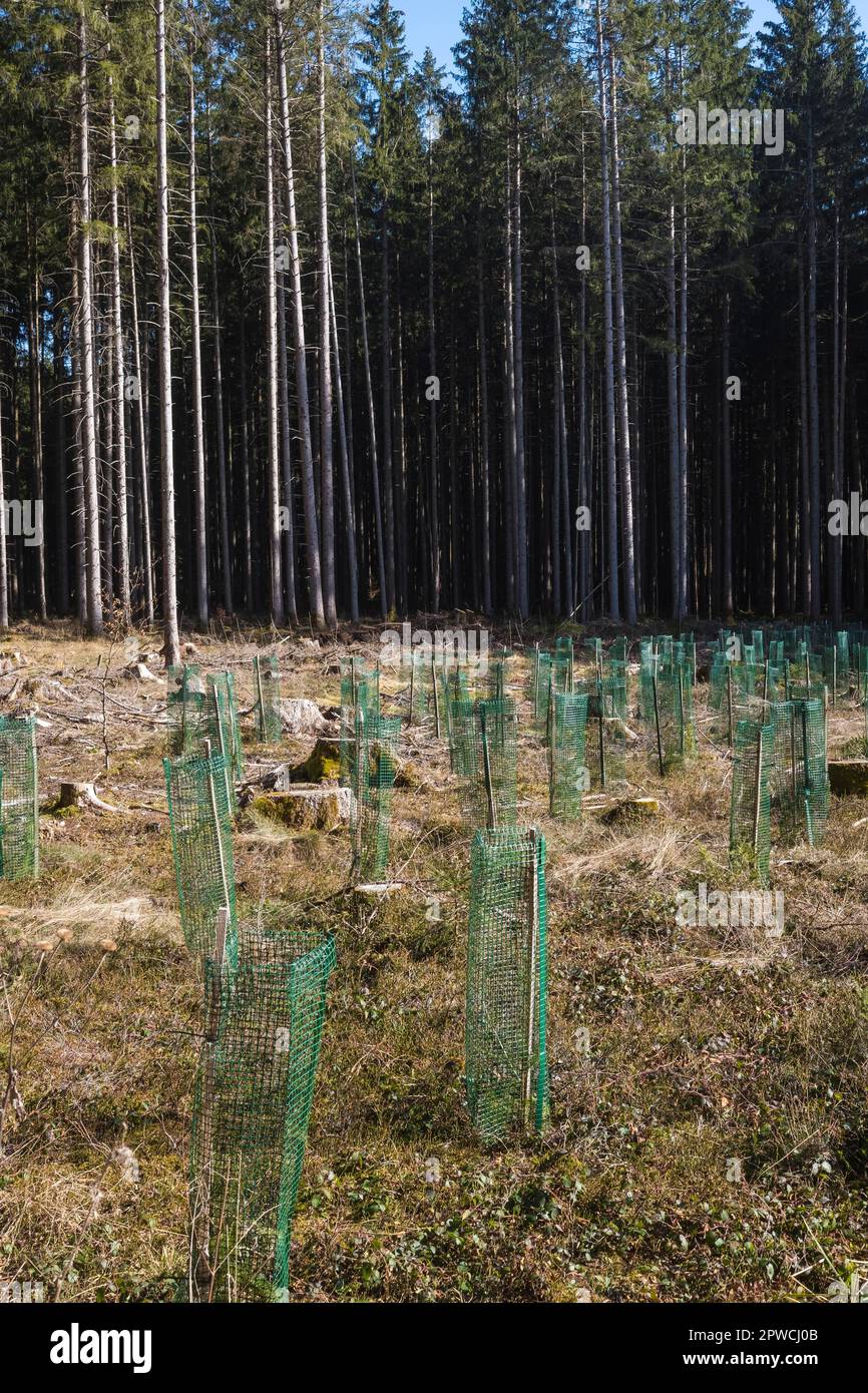 Young pine seedlings with tree guard during afforestation Stock Photo ...