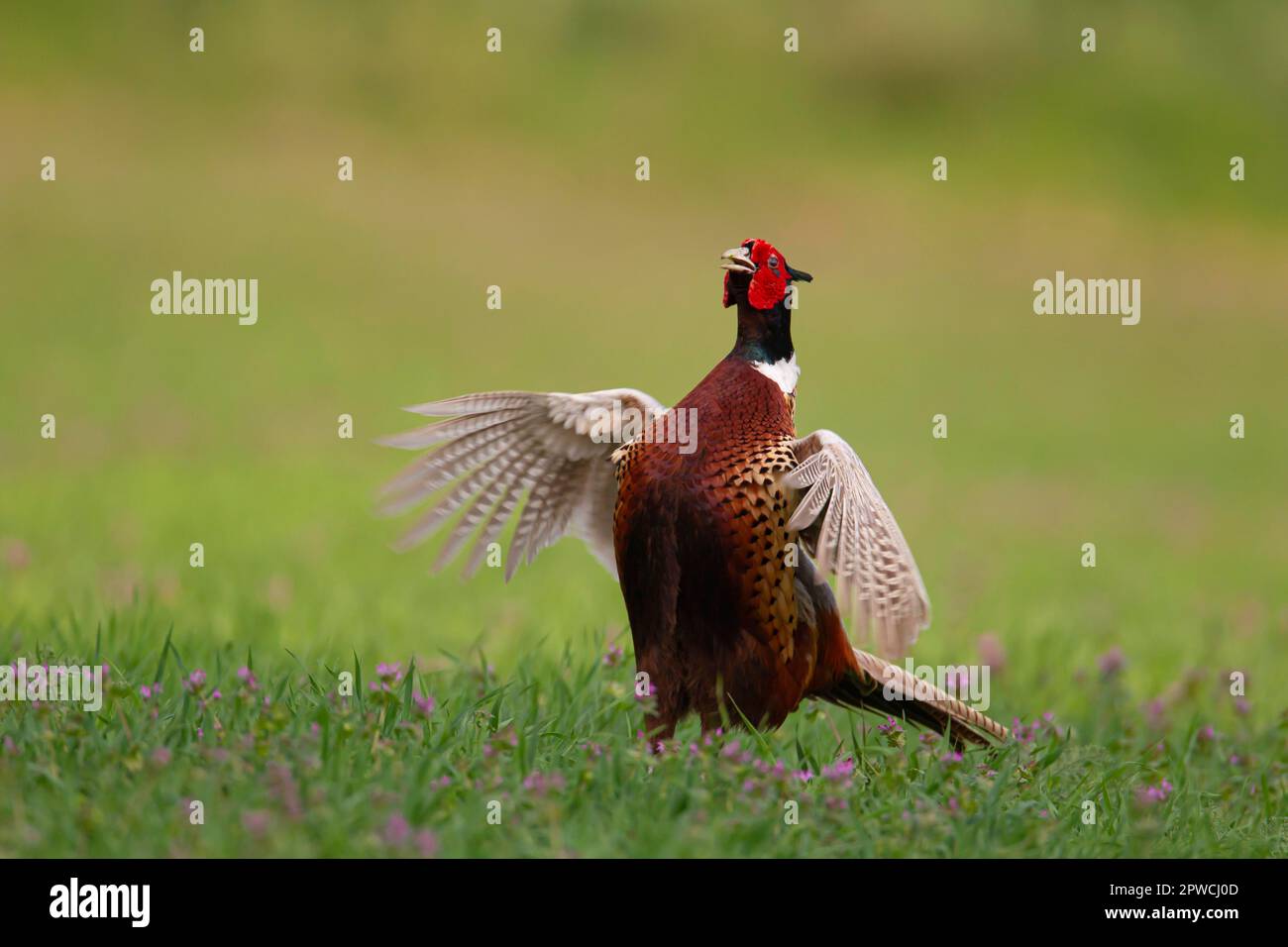 Common pheasant (Phasianus colchicus) adult male bird performing its ...