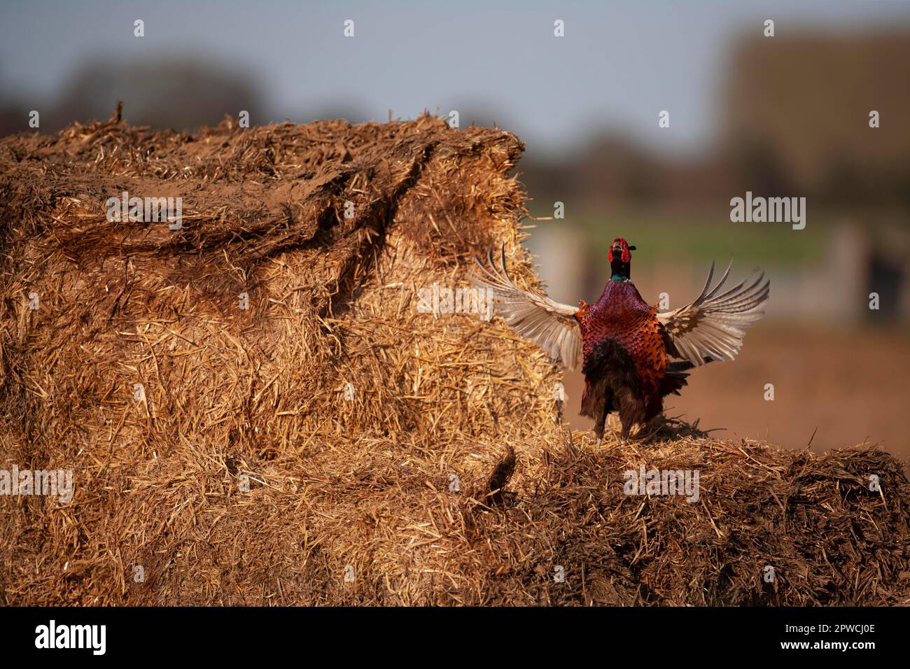 Common pheasant (Phasianus colchicus) adult male bird performing its ...