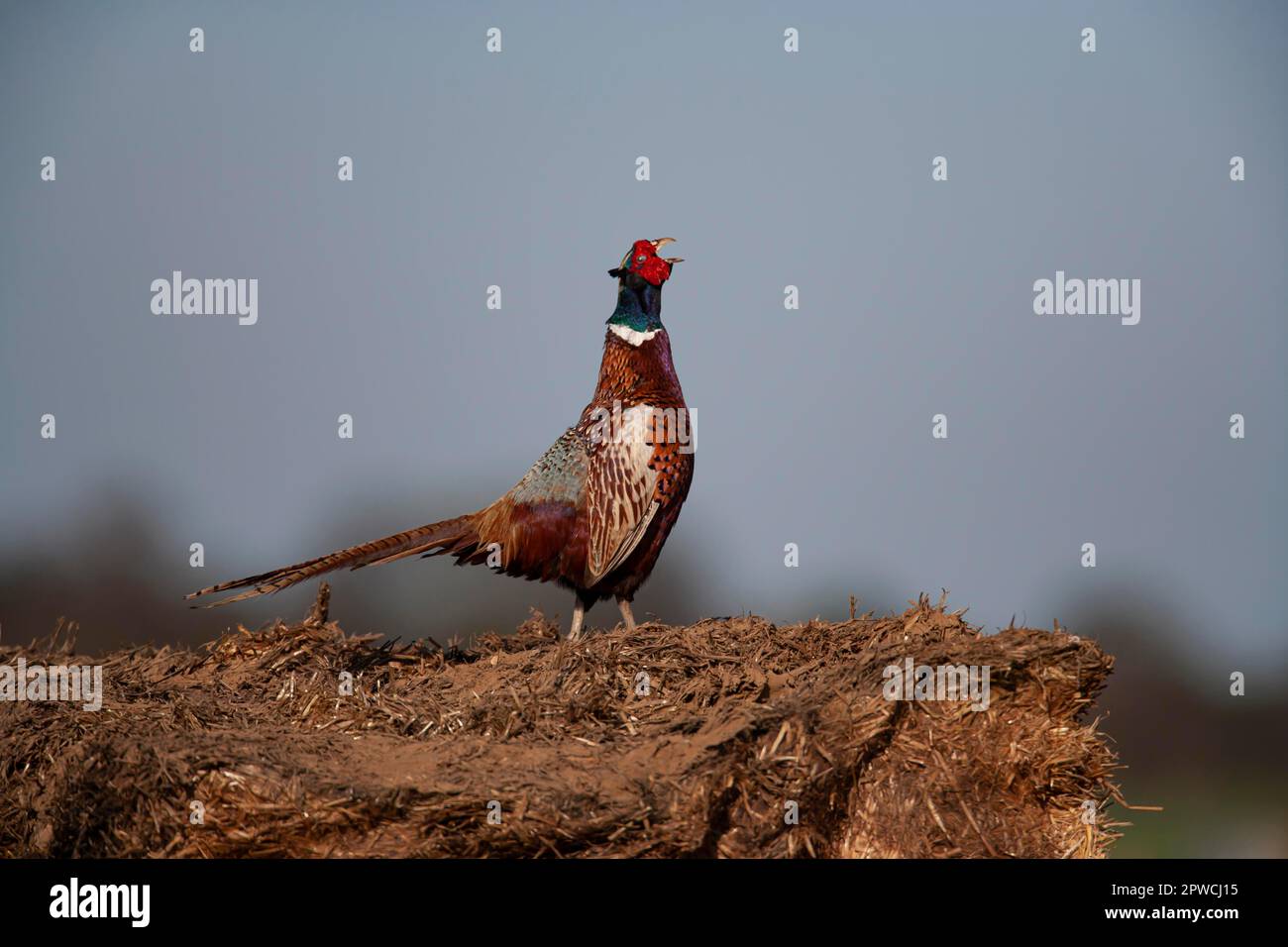 Common pheasant (Phasianus colchicus) adult male bird performing its ...