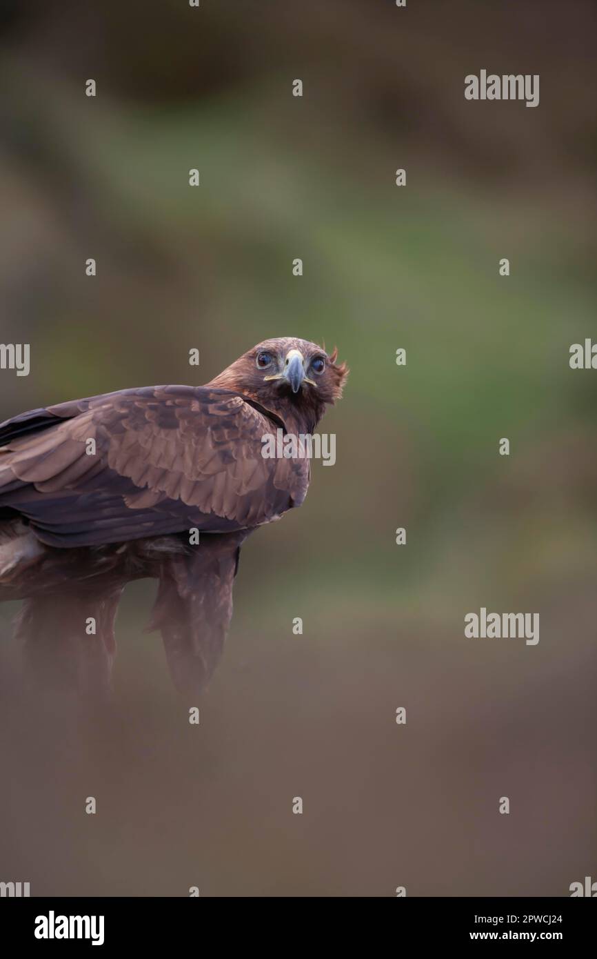 Golden eagle (Aquila chrysaetos) adult bird on a heather moorland ...