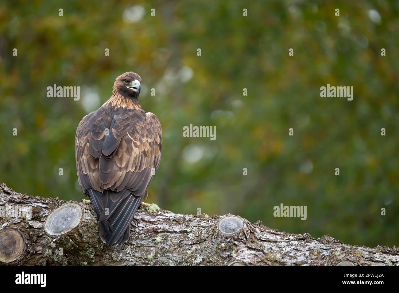 Golden eagle (Aquila chrysaetos) adult bird on a tree branch, Scotland ...