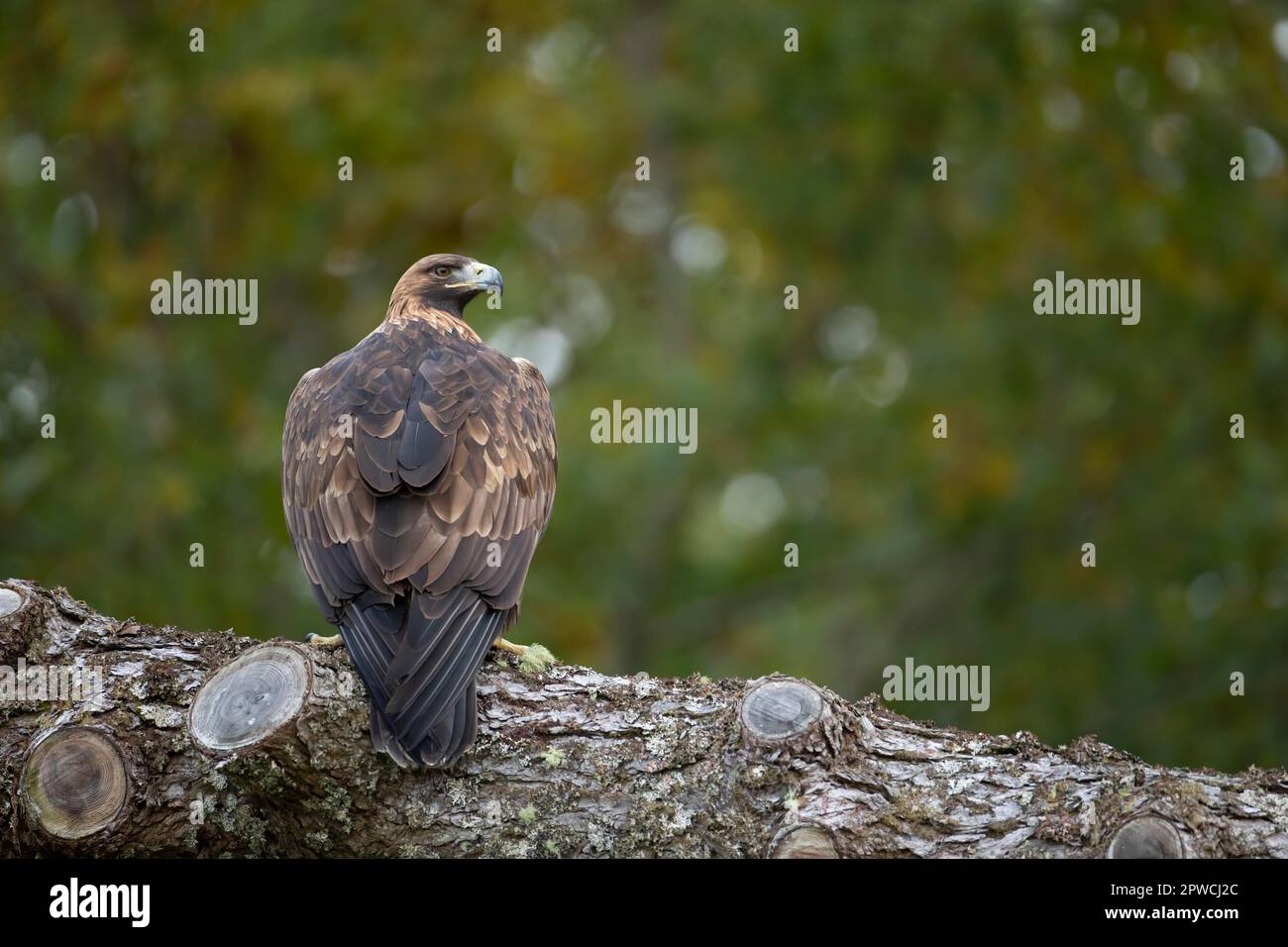 Golden eagle (Aquila chrysaetos) adult bird on a tree branch, Scotland ...