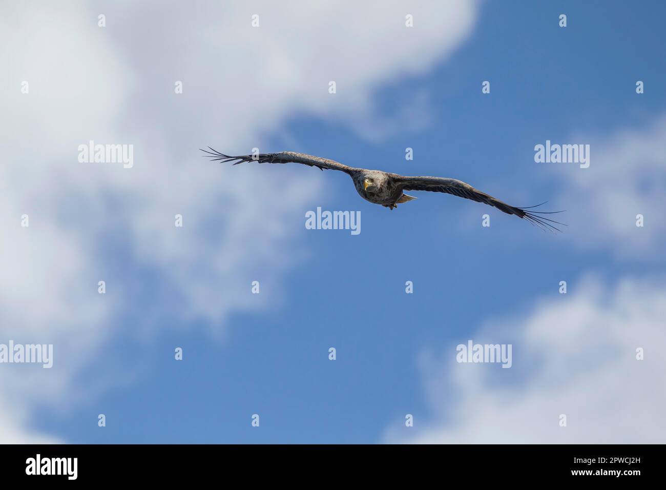 White tailed sea eagle (Haliaeetus albicilla) adult bird in flight ...
