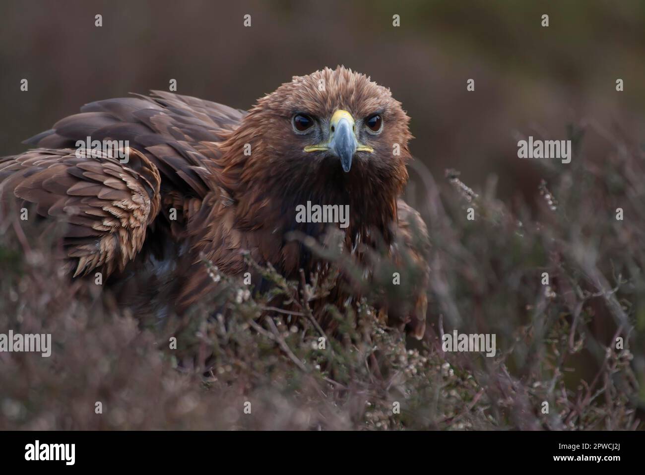 Golden eagle (Aquila chrysaetos) adult bird on a heather moorland ...