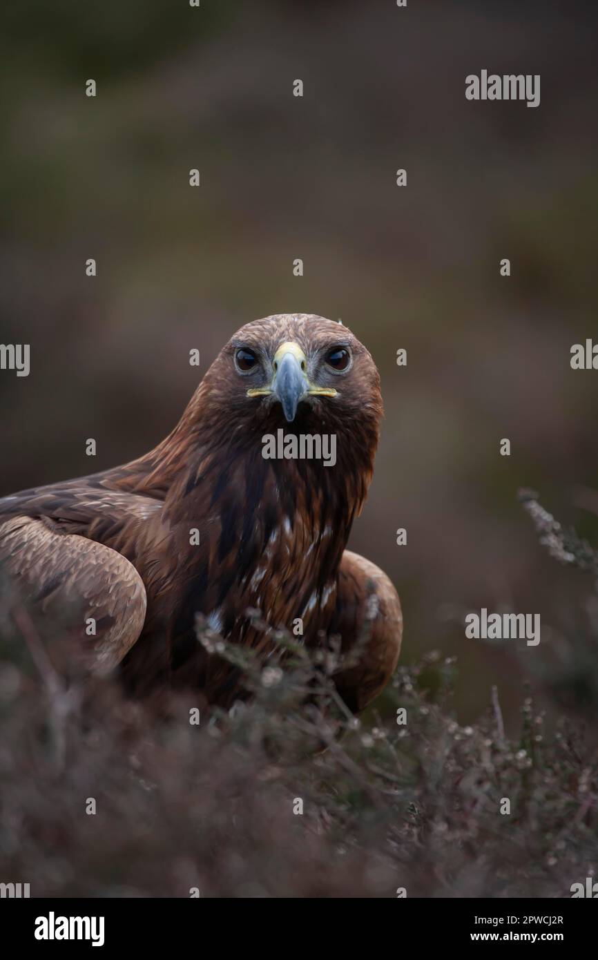 Golden eagle (Aquila chrysaetos) adult bird on a heather moorland ...