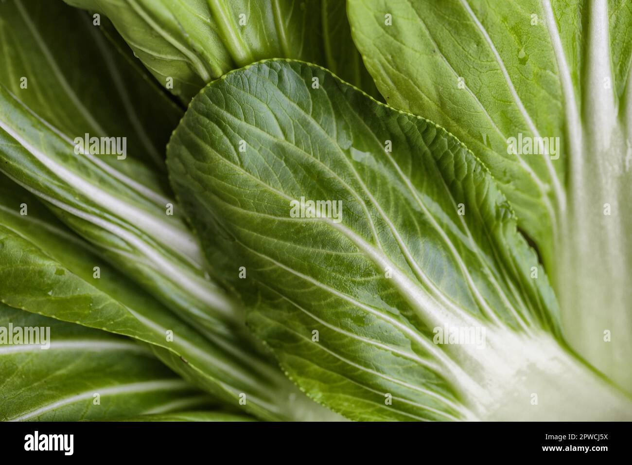 Freshly washed leaves of pak choi, Chinese mustard cabbage Stock Photo ...