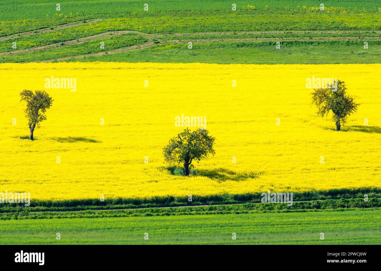 Rural landscape with trees in a yellow rape field, Bamberg, Bayern ...