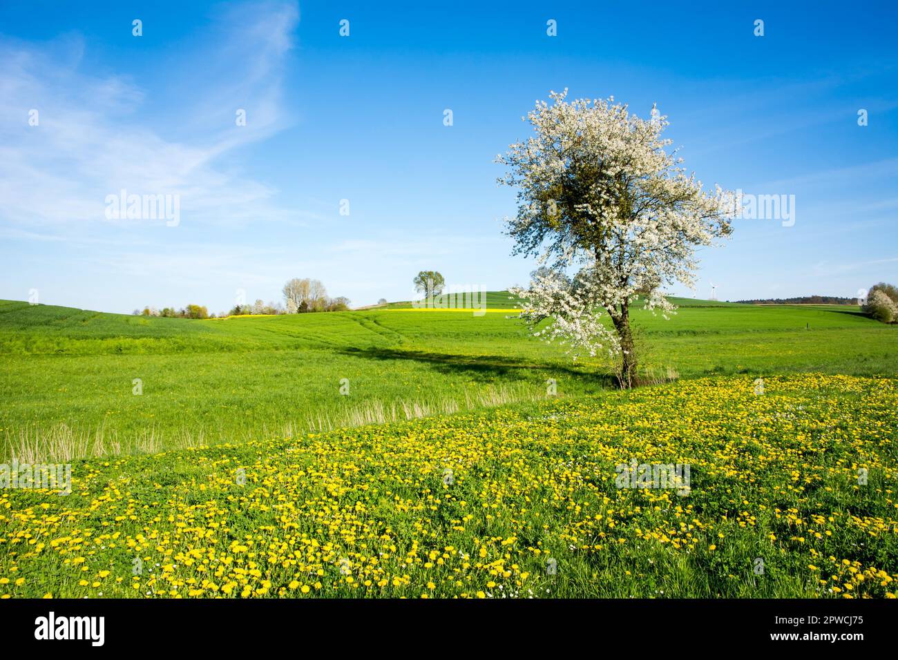 Landscape with a flowering tree at spring Stock Photo - Alamy