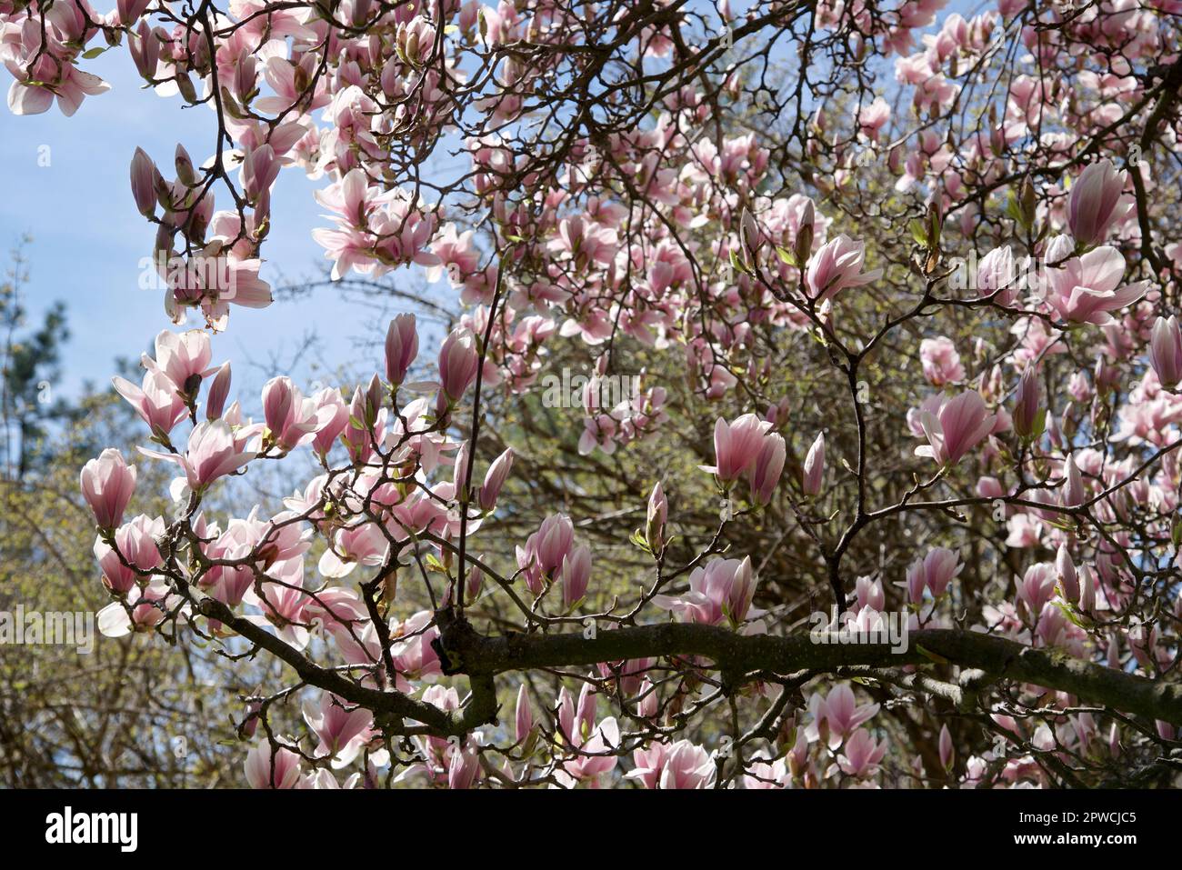 Beautiful blossoming magnolia tree in the springtime Stock Photo - Alamy