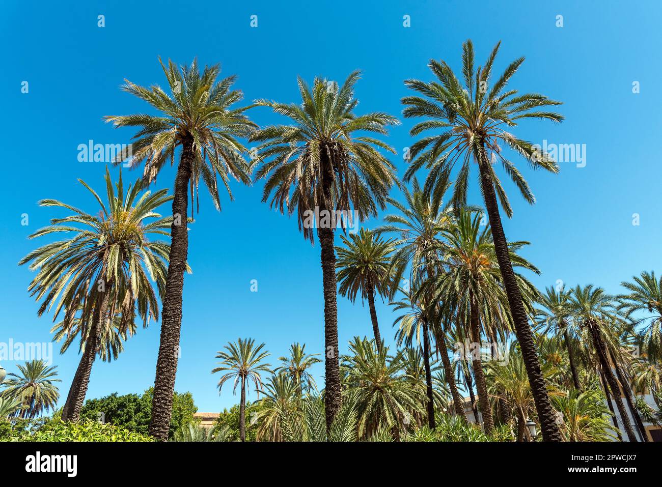 Grove forest hi-res stock photography and images - Alamy