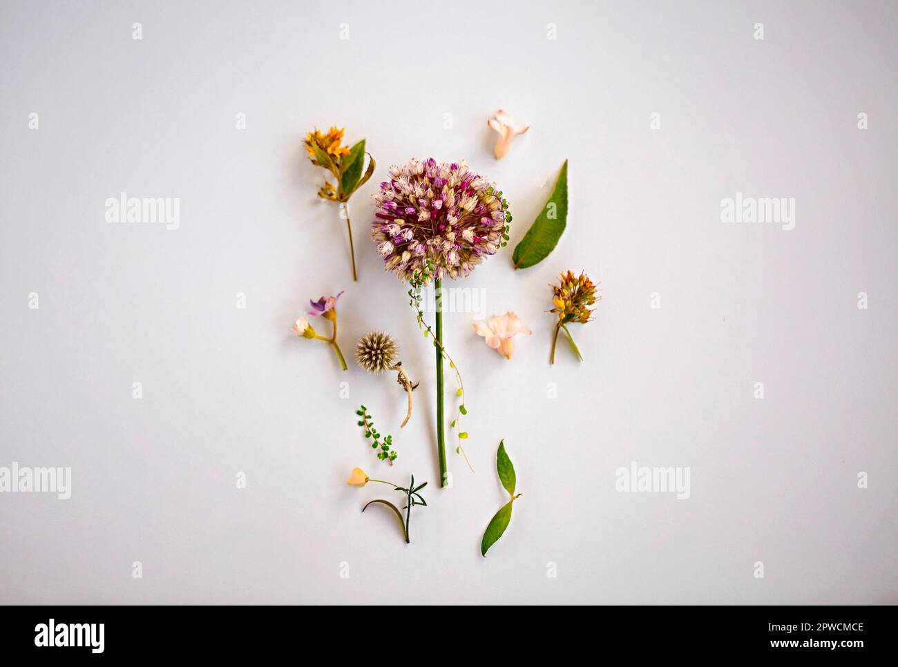 Top view of natural fresh flowers arranged on violet background Stock ...