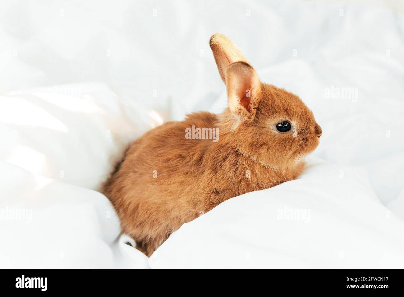 Close-up photo of small cute lovely bunny with beady shiny eyes calmly ...