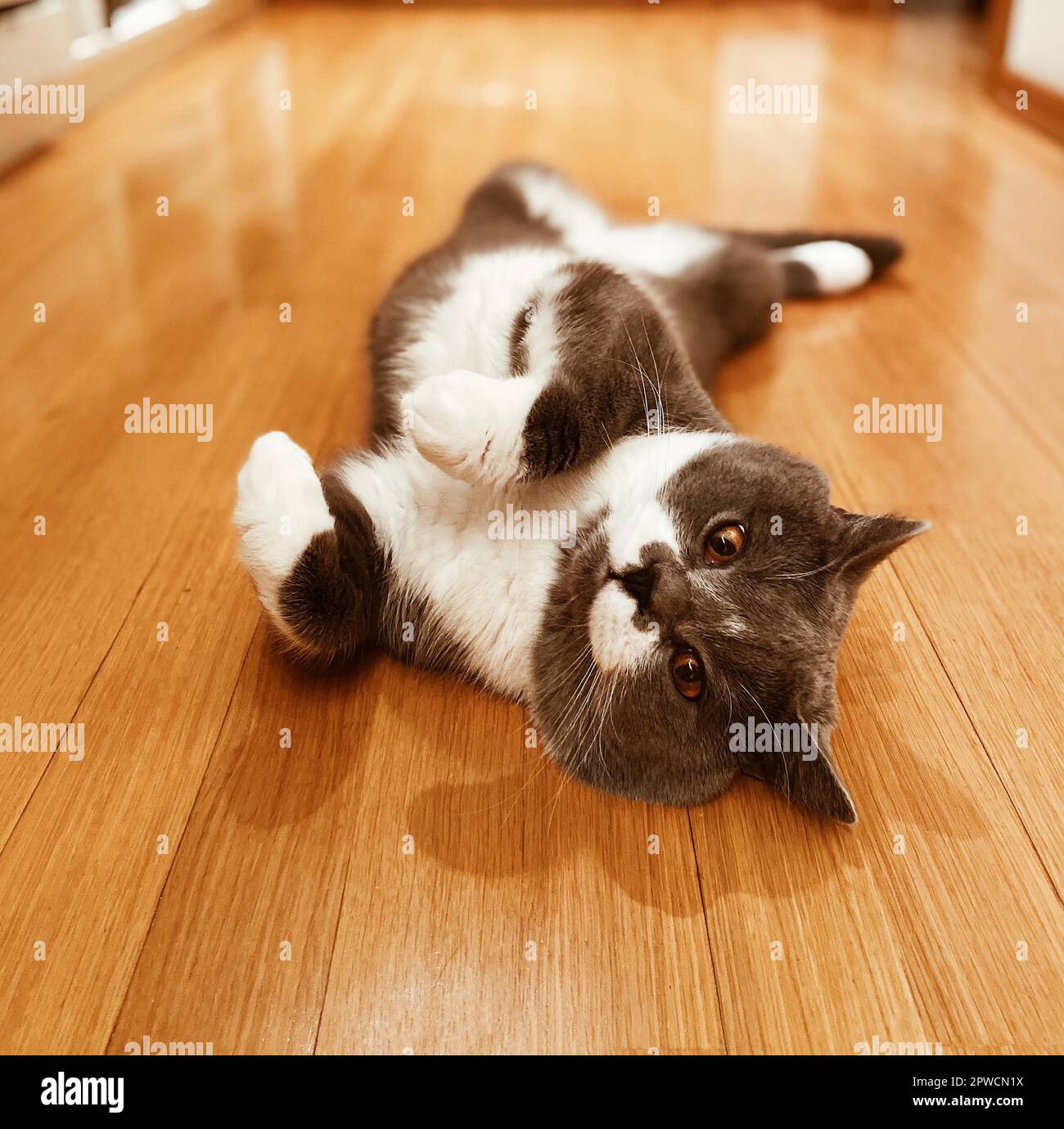 Cute playful grey and white british shorthair cat lying on back on ...