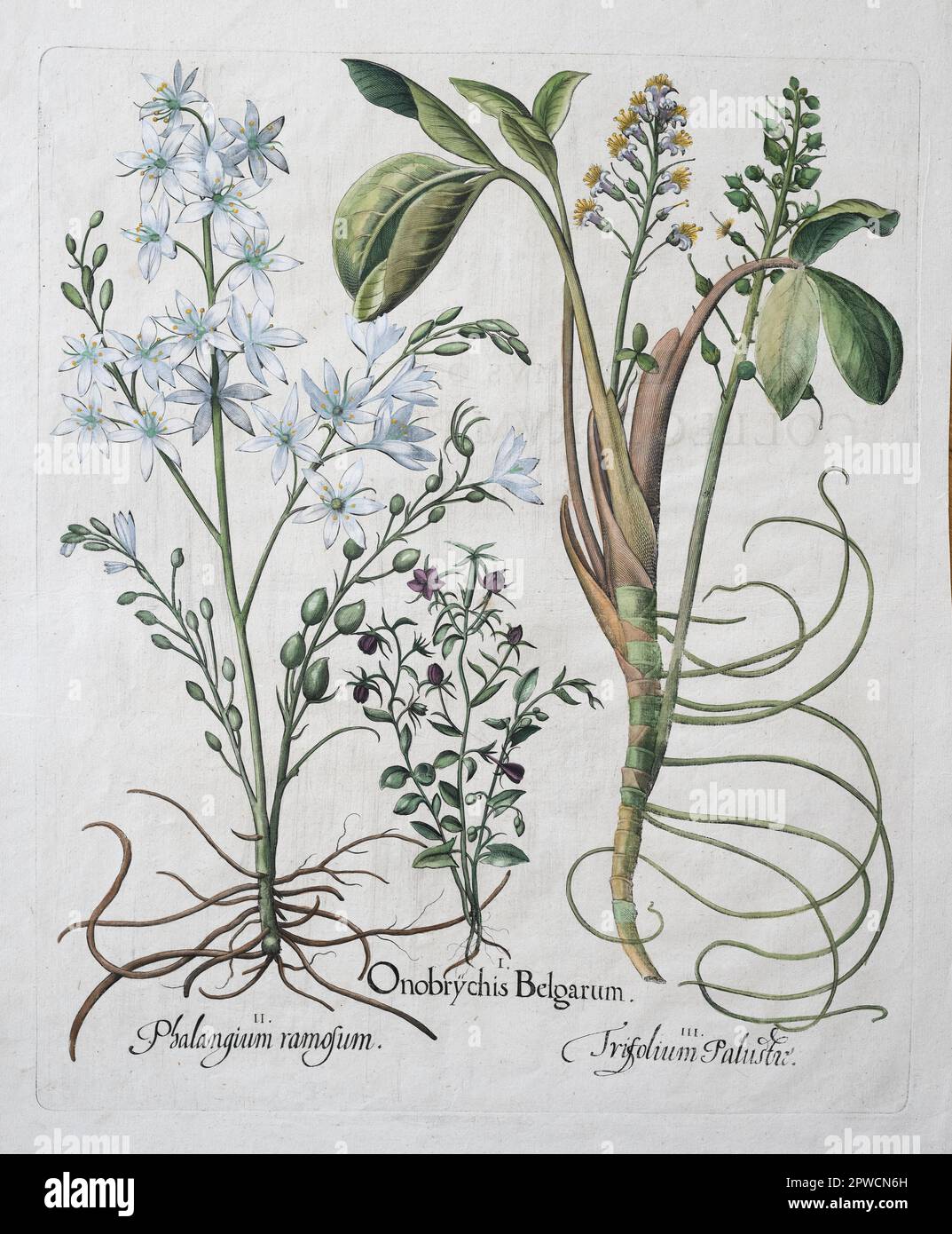 Bog bean (Menyanthes trifoliata) or bitter clover, medicinal plant ...