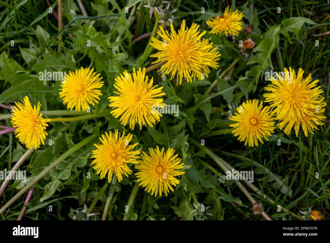 Many common dandelion (Taraxacum officinale) from above in the spring ...