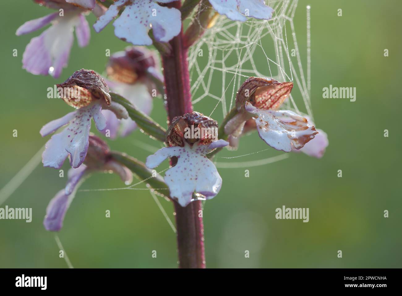 Northern marsh-orchid (Orchis purpurea) with spider threads and dew ...