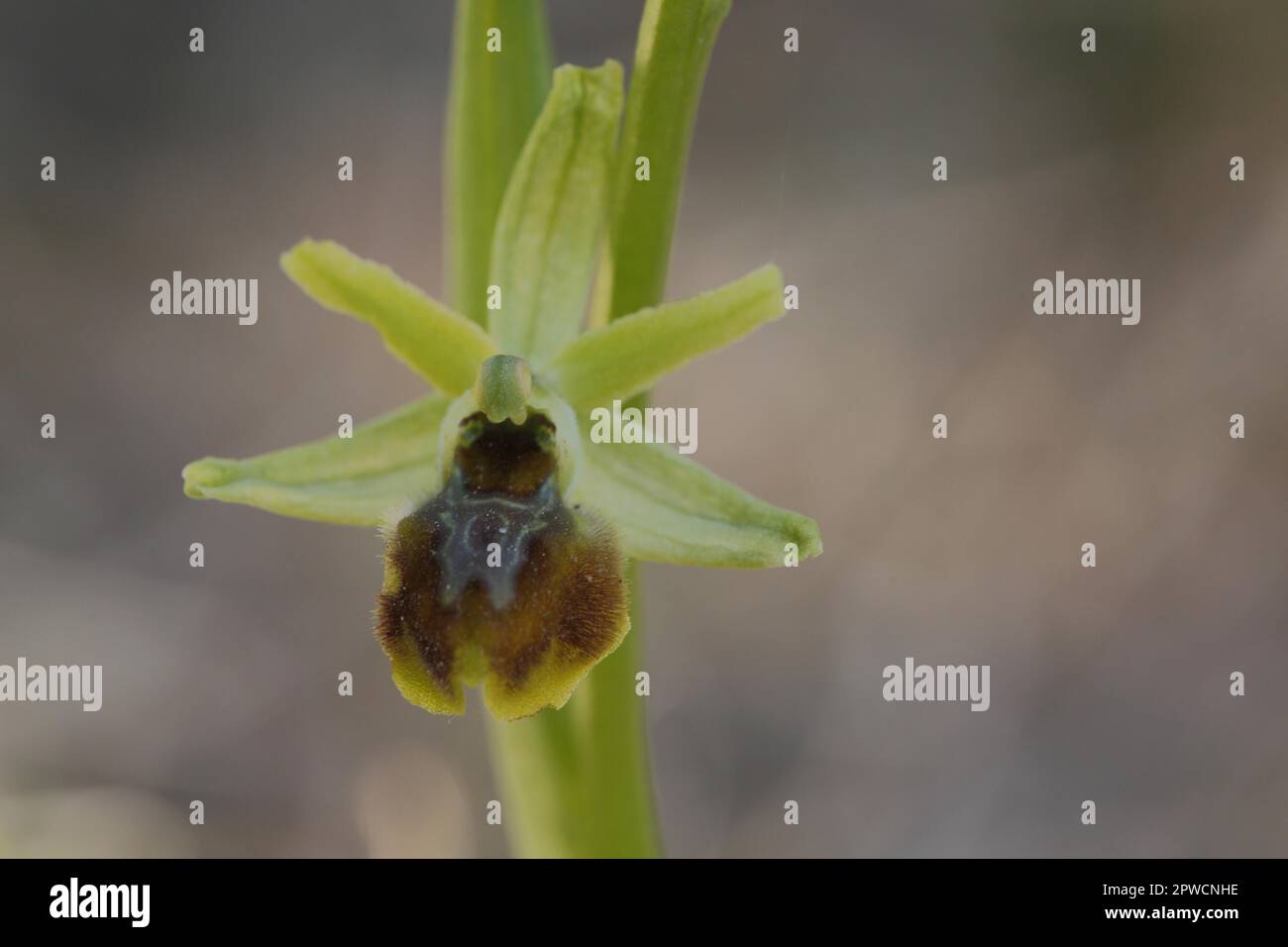 Small spiderwort (Ophrys areneola), flower figure, detail, mimicry ...