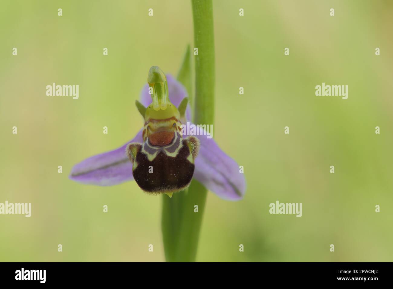 Bee-ragwort (Ophrys apifera), flower figure, mimicry, detail, nature ...