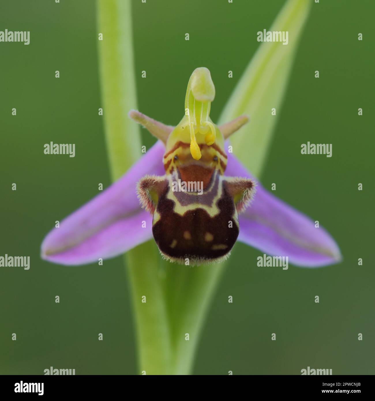 Bee orchid (Ophrys apifera), detail, flower figure, mimicry, nature ...