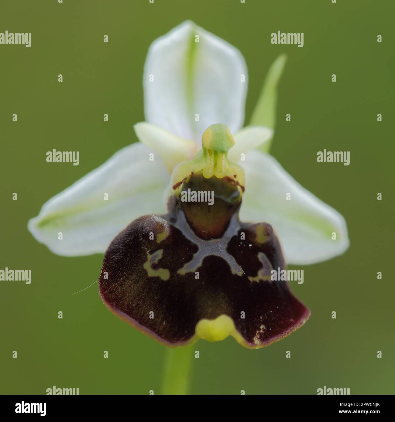 Late spider-orchid (Ophrys holosericea), flower figure, mimicry, detail ...