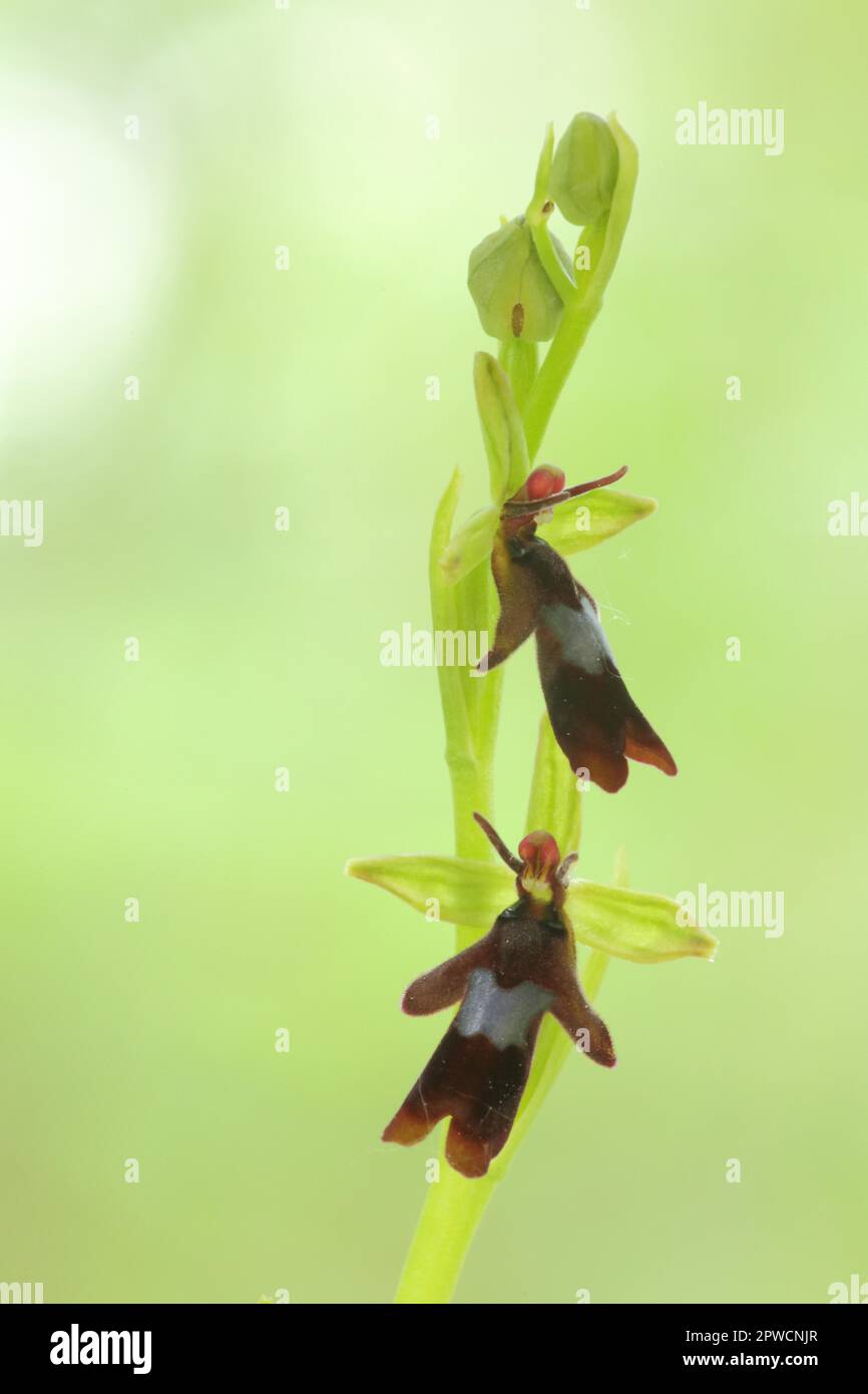 Fly orchid (Ophrys insectifera) with two flower figures, mimicry, bokeh ...