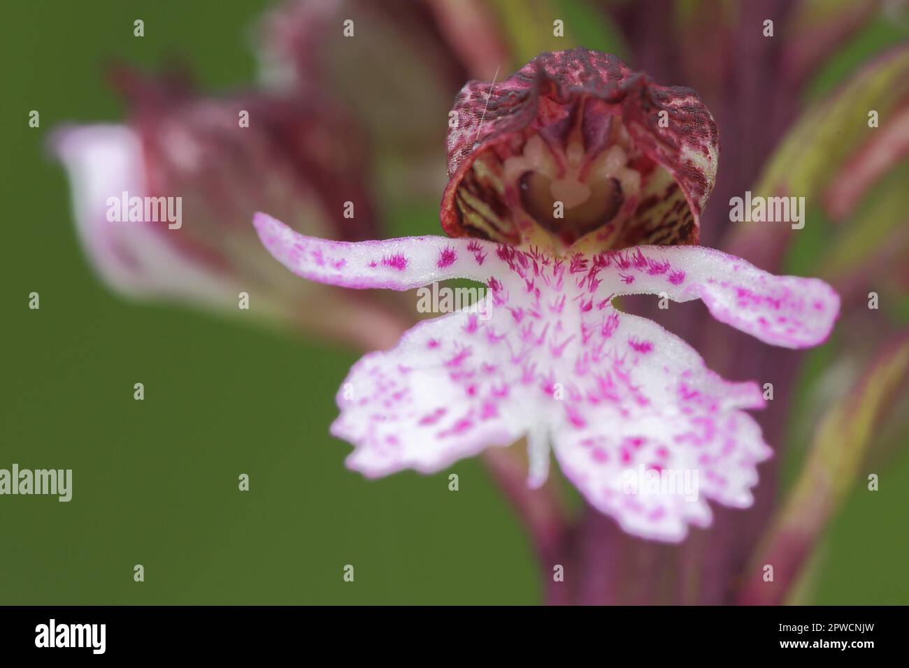 Flower figure on northern marsh-orchid (Orchis purpurea), detail, macro ...