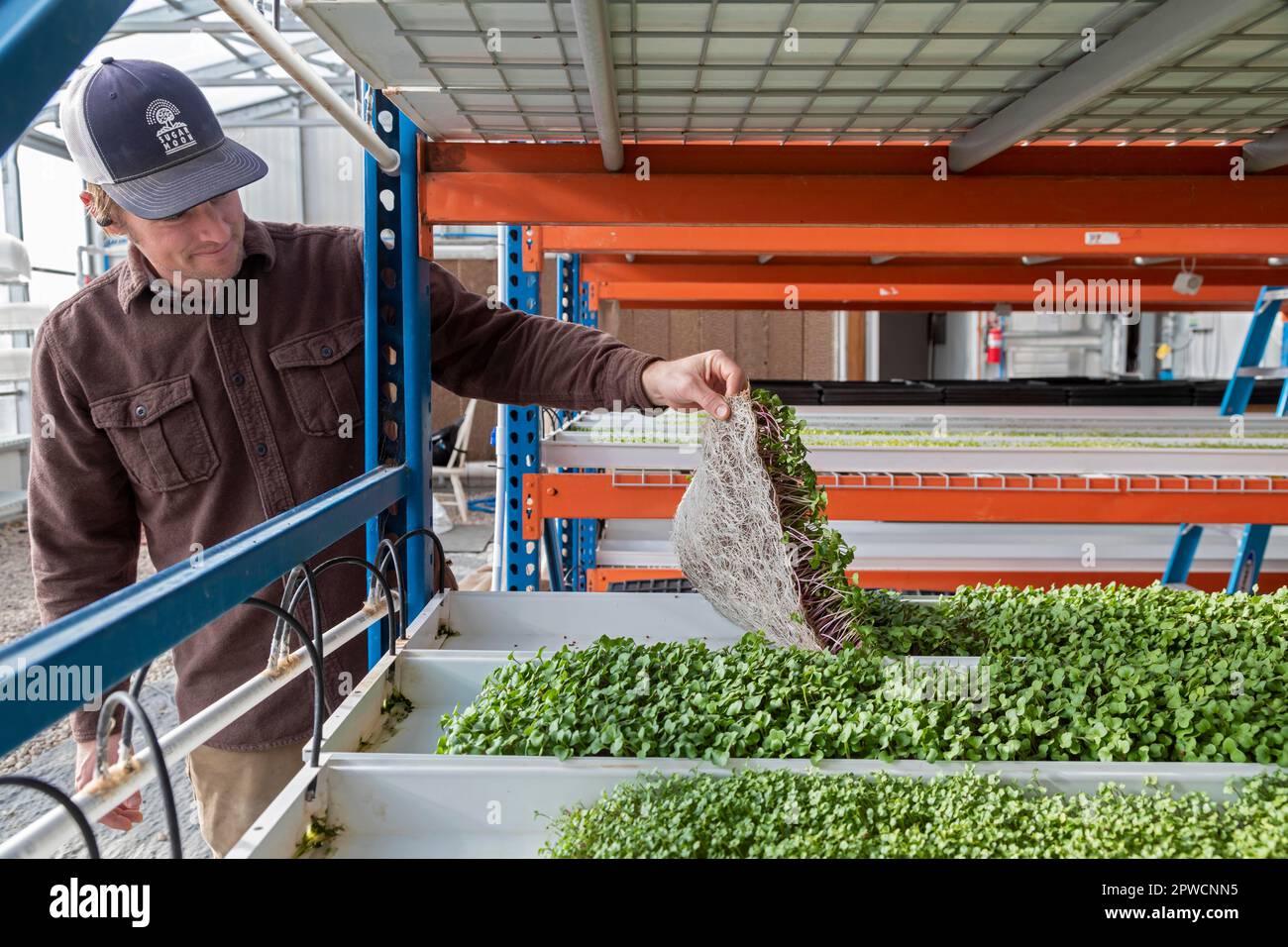 Bennett, Colorado, Emerald Gardens, an indoor farm, grows microgreens ...