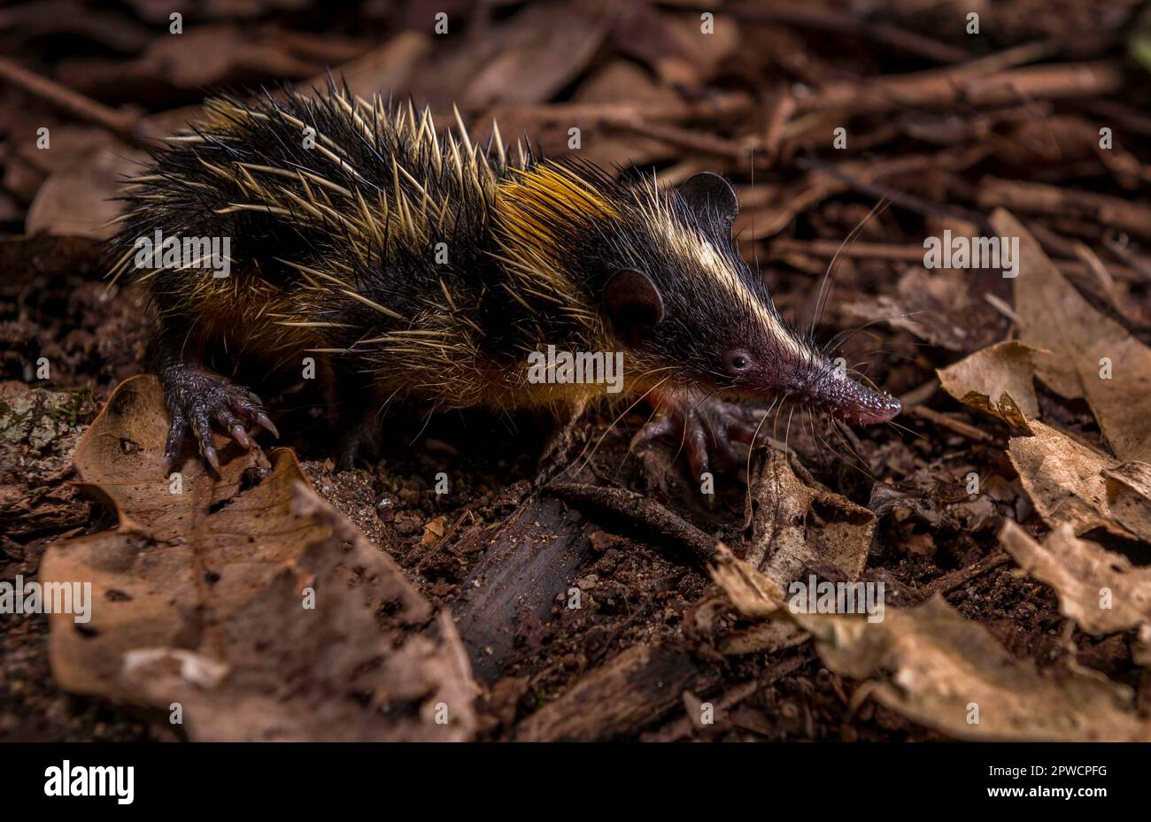 Striped duck trek in the coastal forests of Masoala National Park in ...